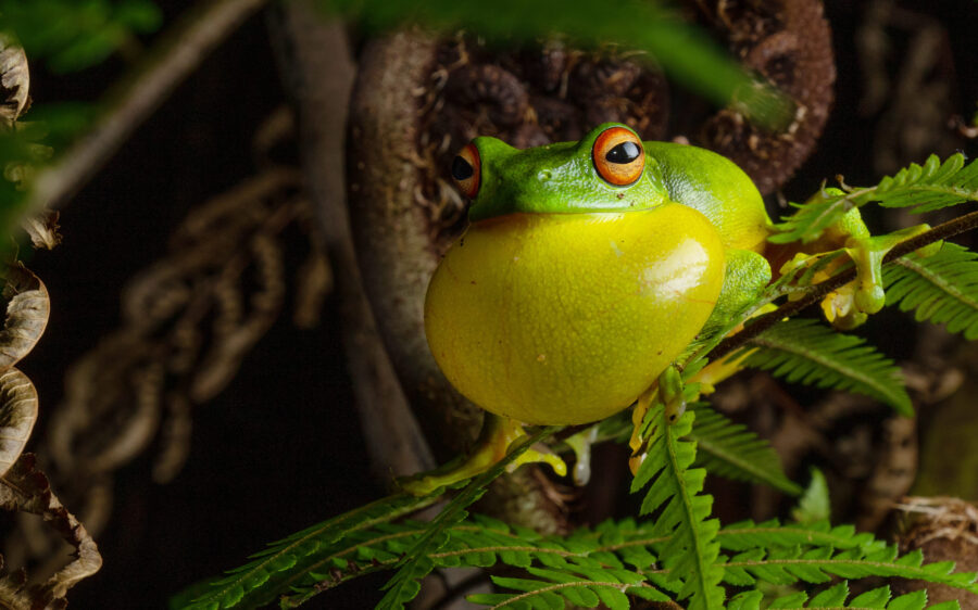 Fact File: Red-eyed tree frog (Litoria chloris) - Australian Geographic