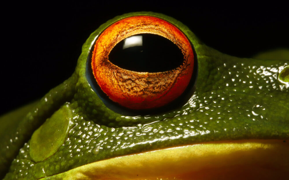 Fact File: Red-eyed tree frog (Litoria chloris) - Australian Geographic