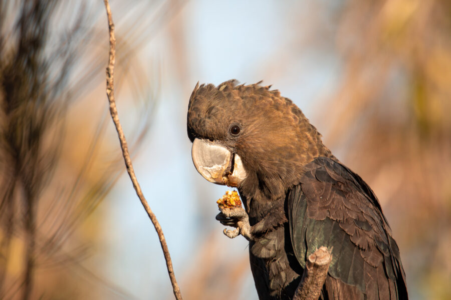 Australia’s five black cockatoos - Australian Geographic