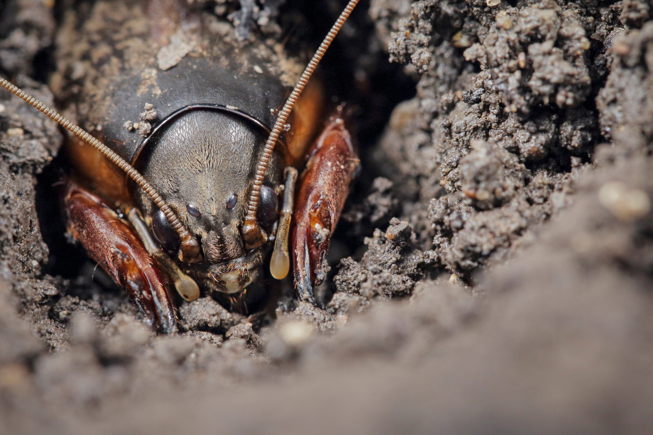 Fact File: Mole cricketMole cricket - Australian Geographic