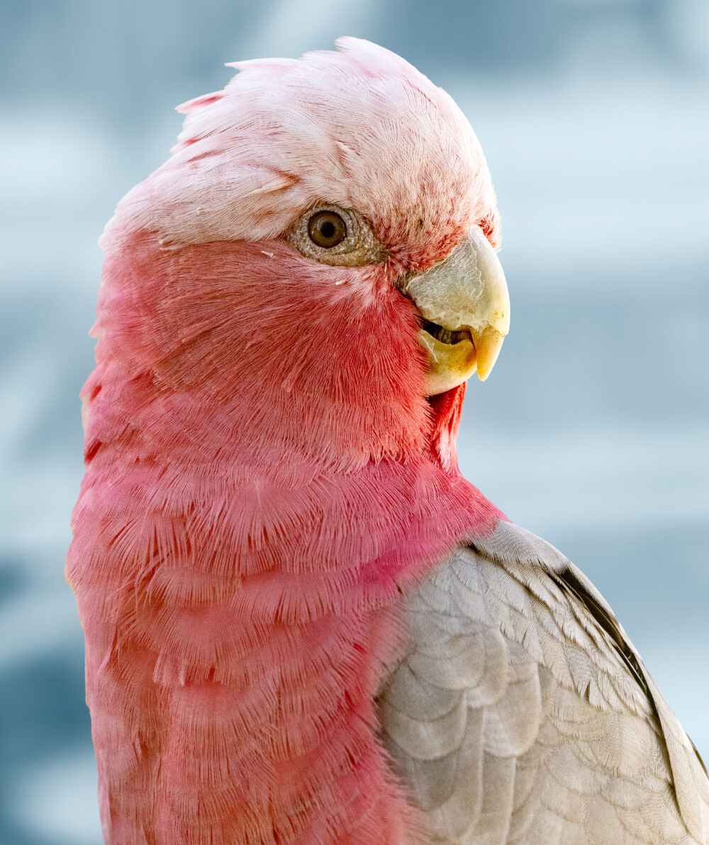 Fact File: Galah (Cacatua roseicapilla) - Australian Geographic
