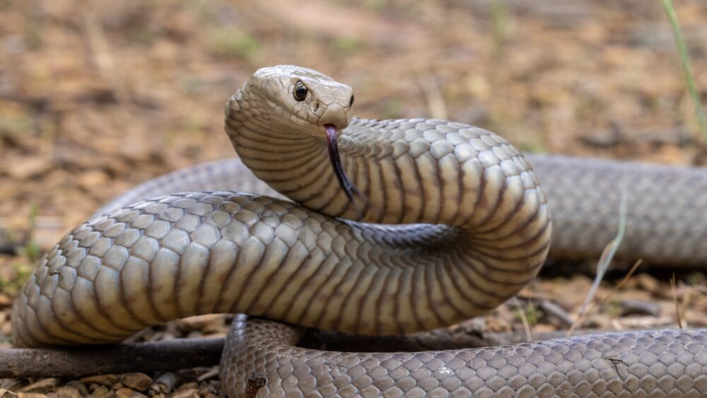 Fact File: Eastern brown snake (Pseudonaja textilis) - Australian ...