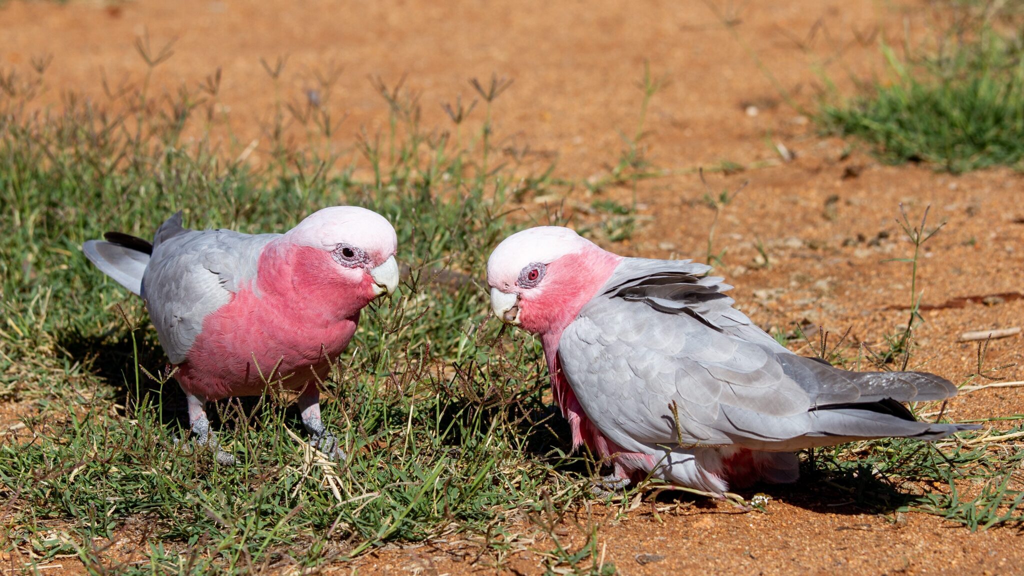 Fact File: Galah (Cacatua roseicapilla) - Australian Geographic