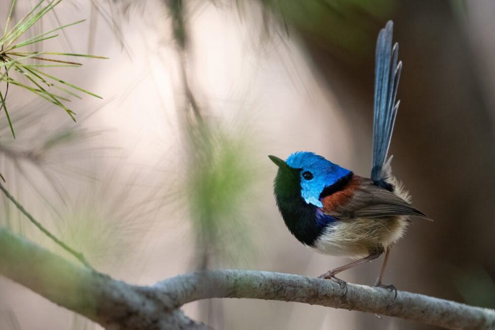 A guide to Australia’s fairy-wrens - Australian Geographic