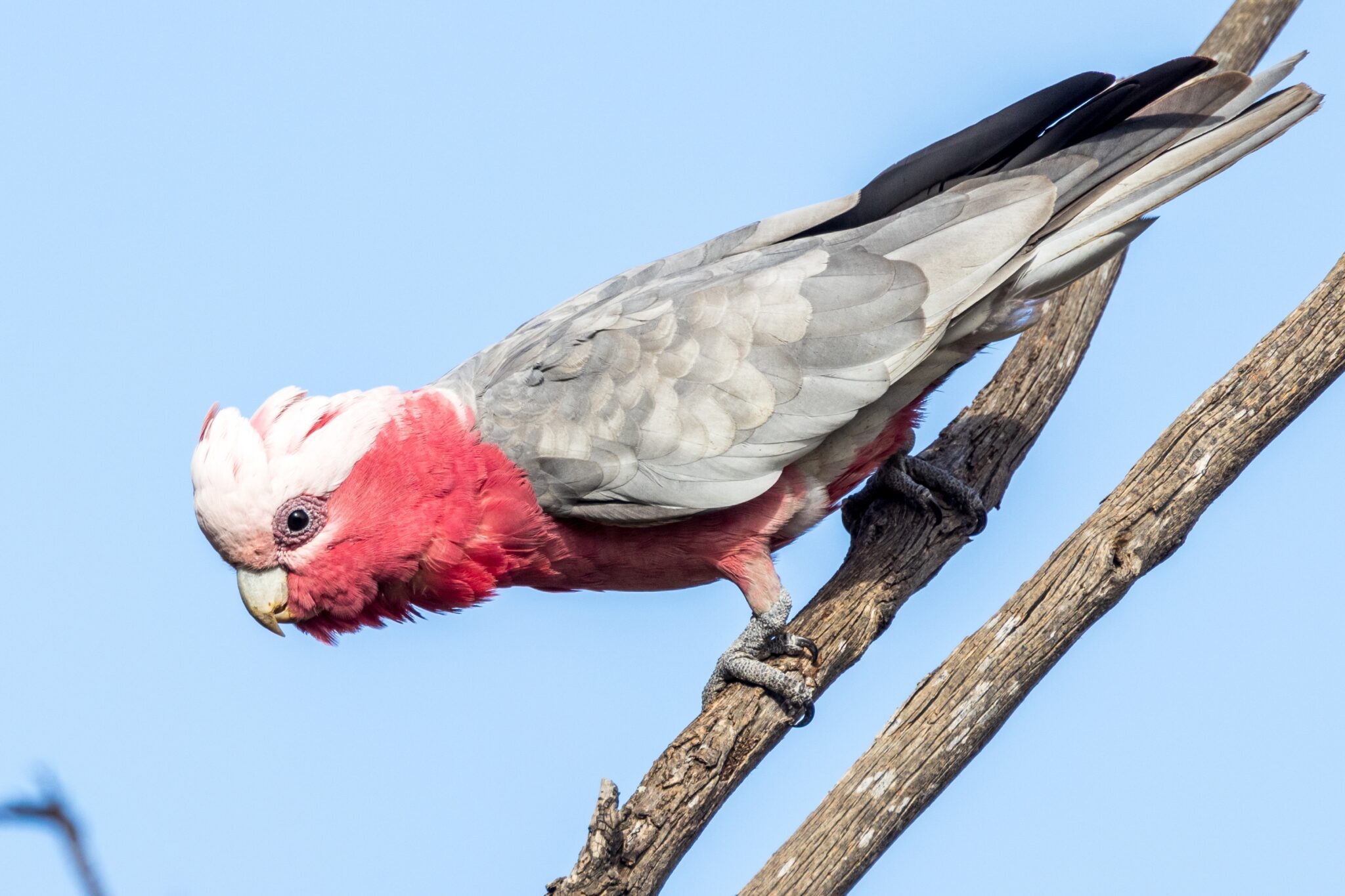 Fact File: Galah (Cacatua roseicapilla) - Australian Geographic