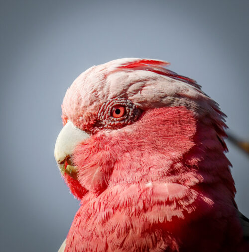 Fact File: Galah (Cacatua roseicapilla) - Australian Geographic