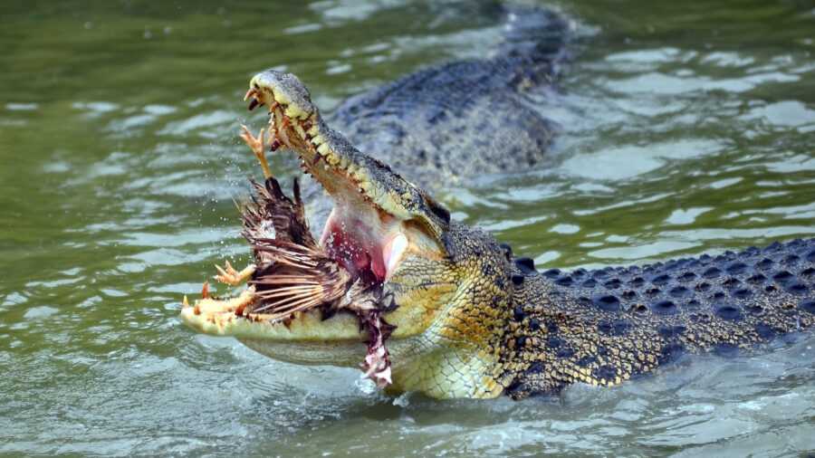 Fact File: Estuarine crocodile (Crocodylus porosus) - Australian Geographic