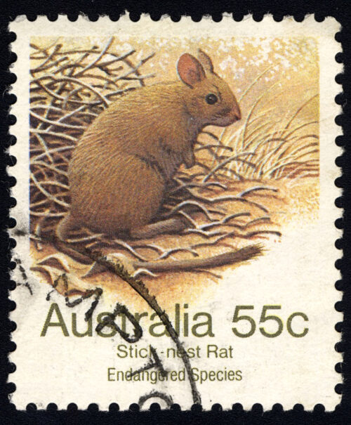 Fact File: Greater stick-nest rat (Leporillus conditor) - Australian ...