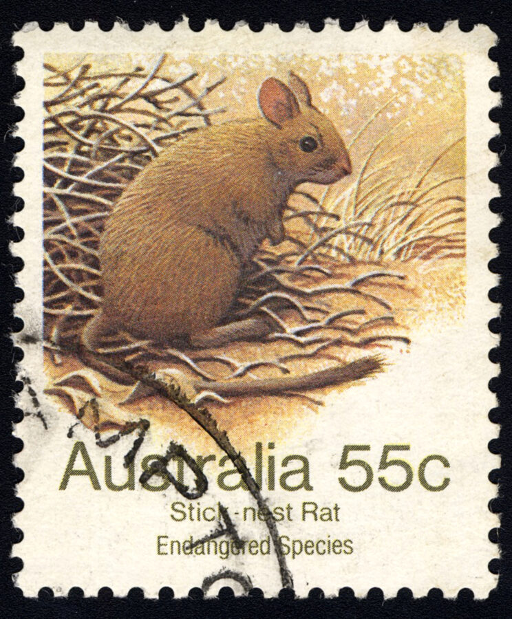 Fact File: Greater stick-nest rat (Leporillus conditor) - Australian ...