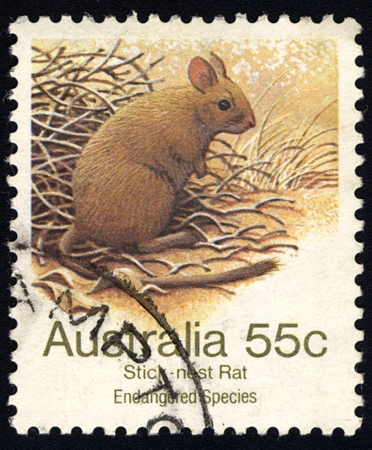 Fact File: Greater stick-nest rat (Leporillus conditor) - Australian ...