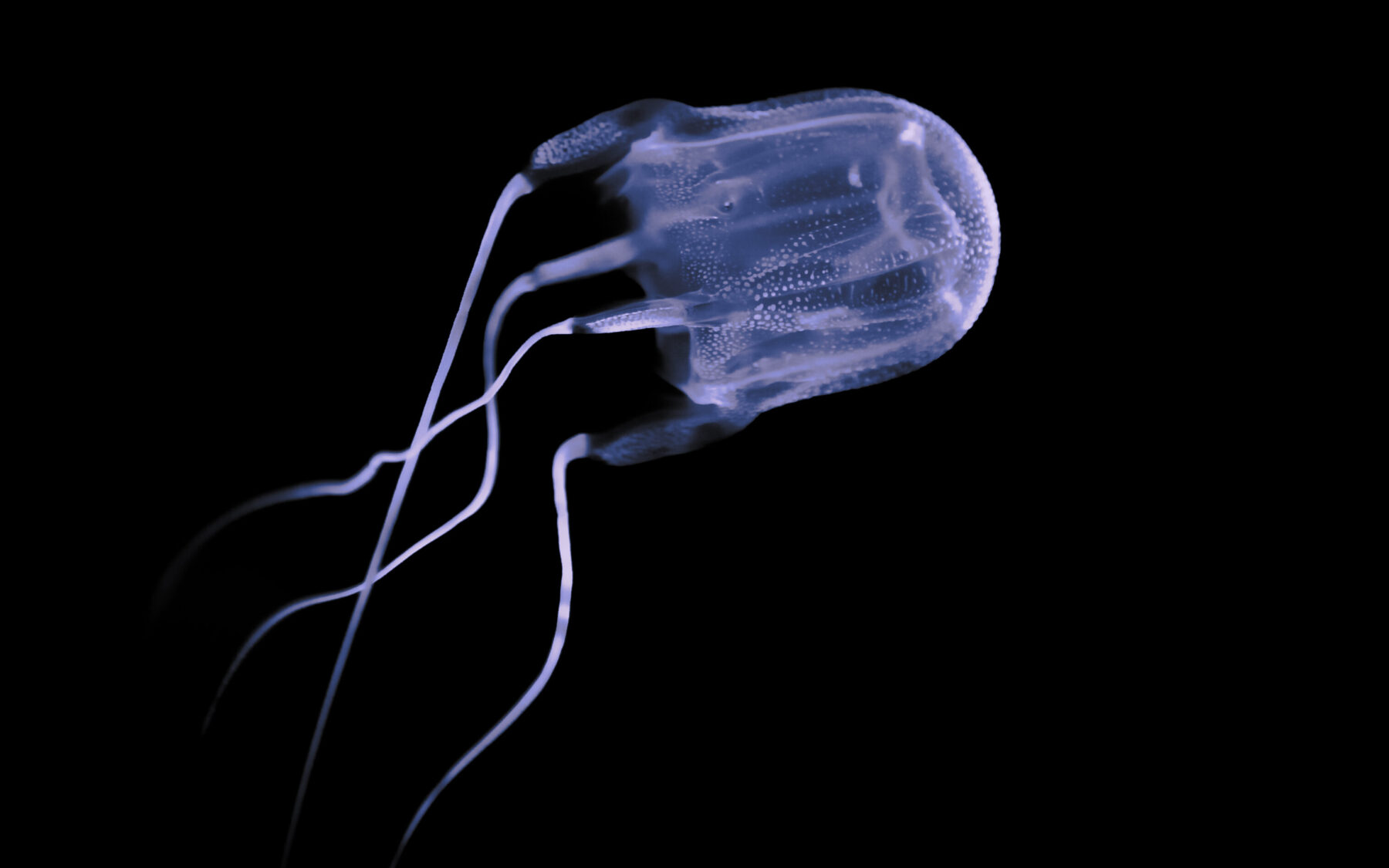 Top 10 most venomous animals in Australia - Australian Geographic