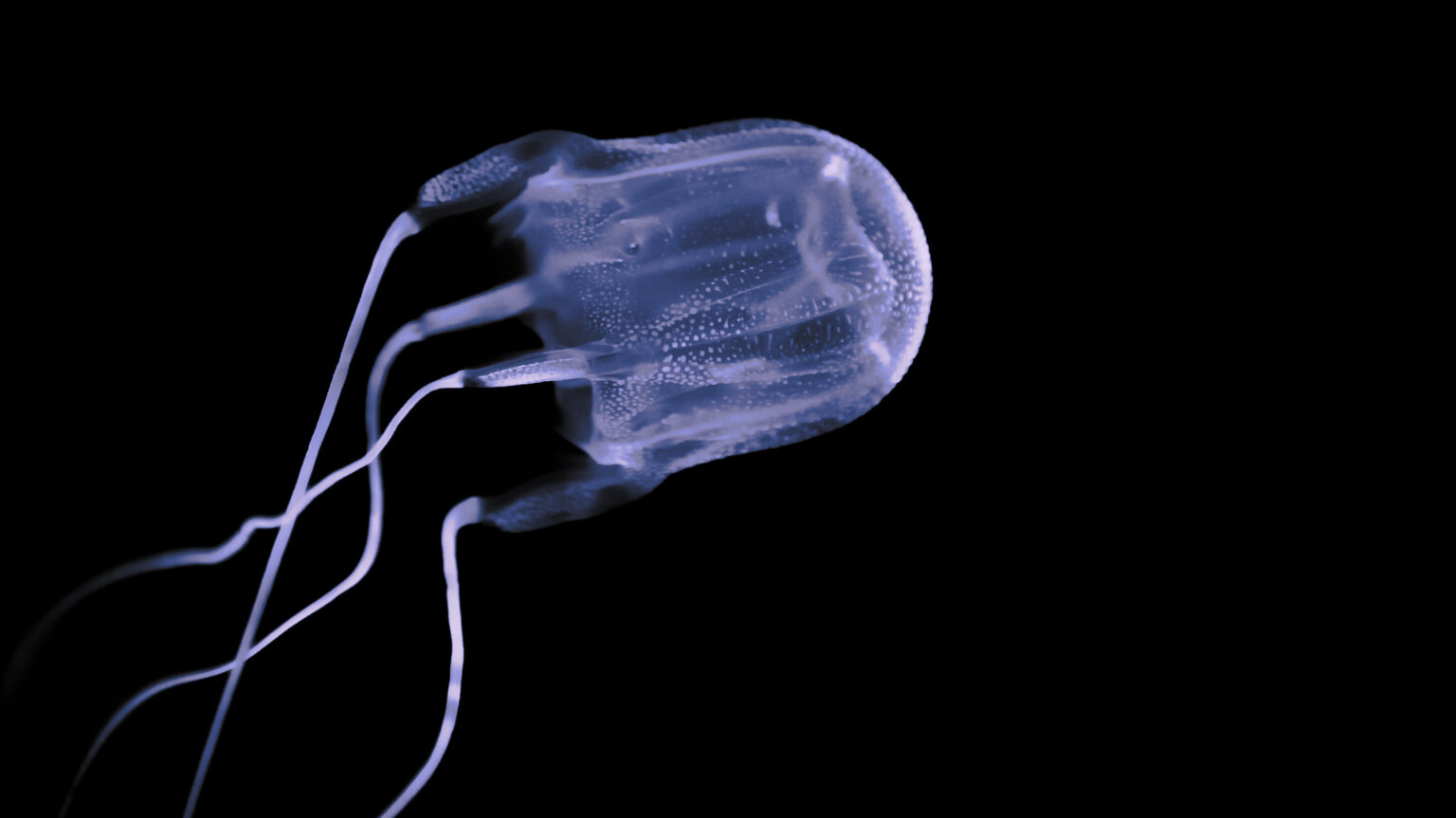 Australia's most dangerous animals - Australian Geographic