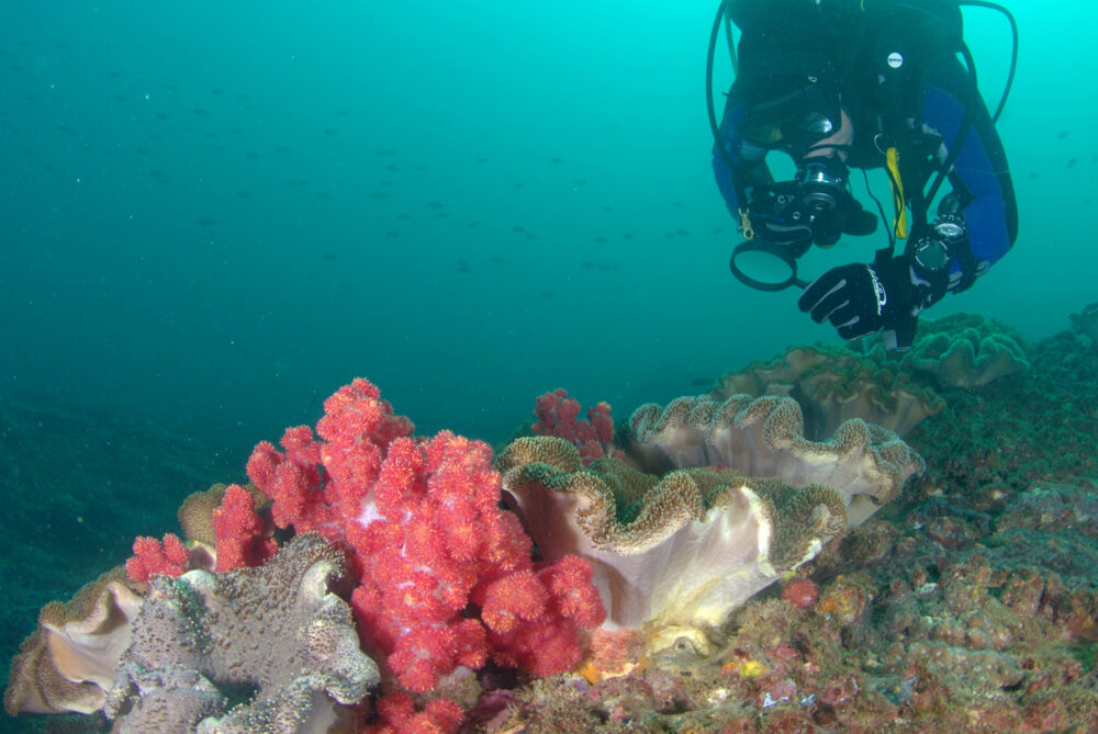 ‘Surprise’ coral found off Sunshine Coast - Australian Geographic