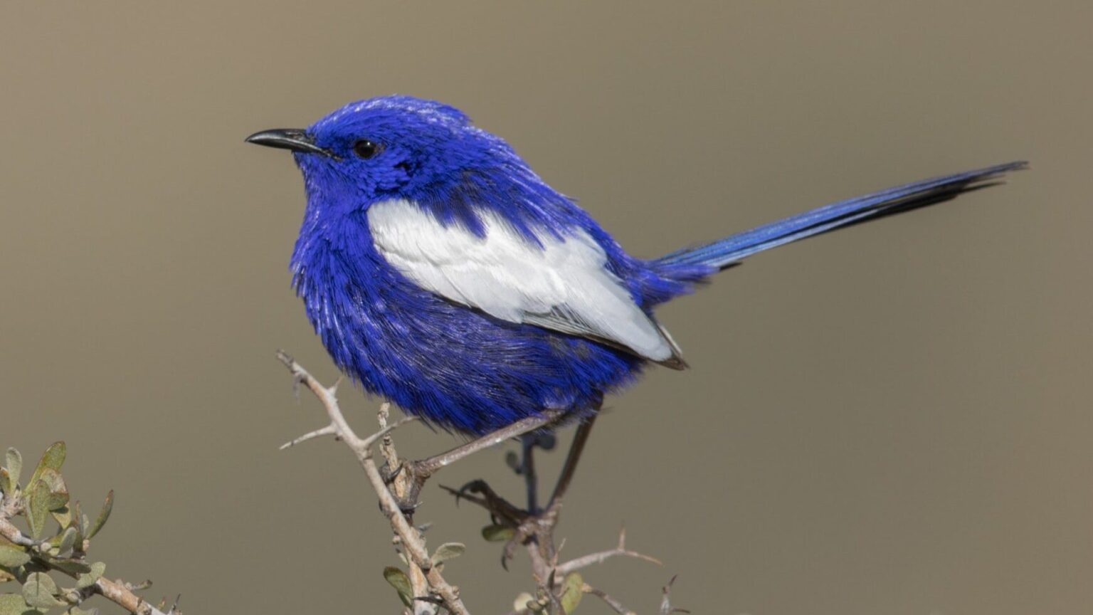 A guide to Australia’s fairy-wrens - Australian Geographic