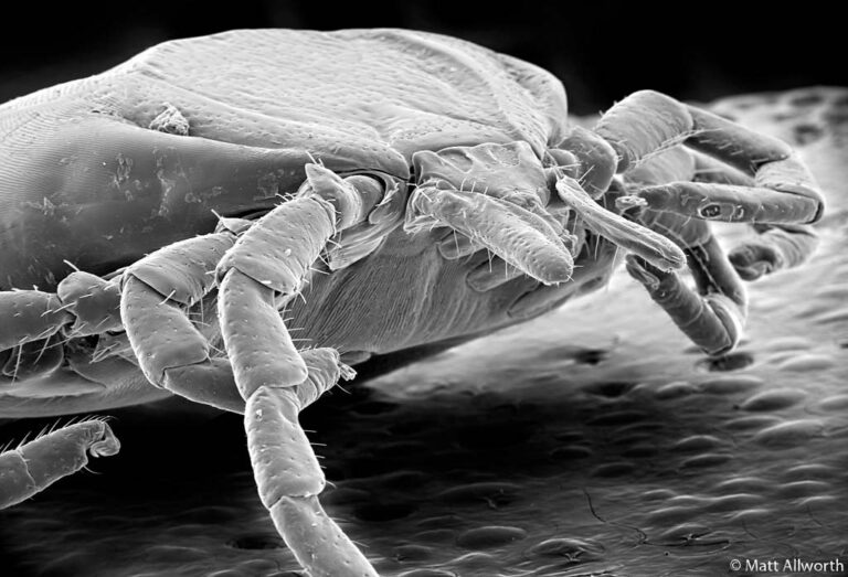 Fact File: Australian paralysis tick (Ixodes holocyclus) - Australian ...