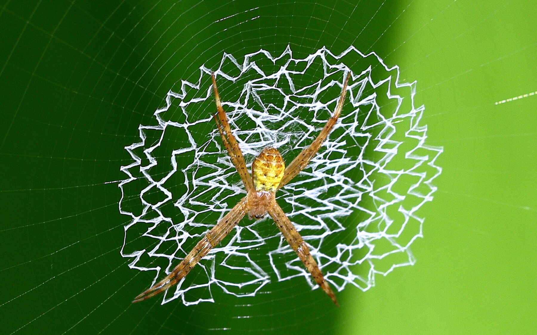 Fact File: St Andrew’s cross spider (Argiope keyserlingi) - Australian ...