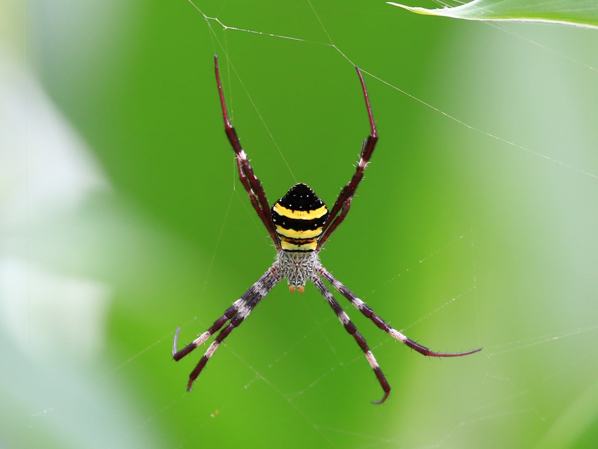 Fact File: St Andrew’s cross spider (Argiope keyserlingi) - Australian ...