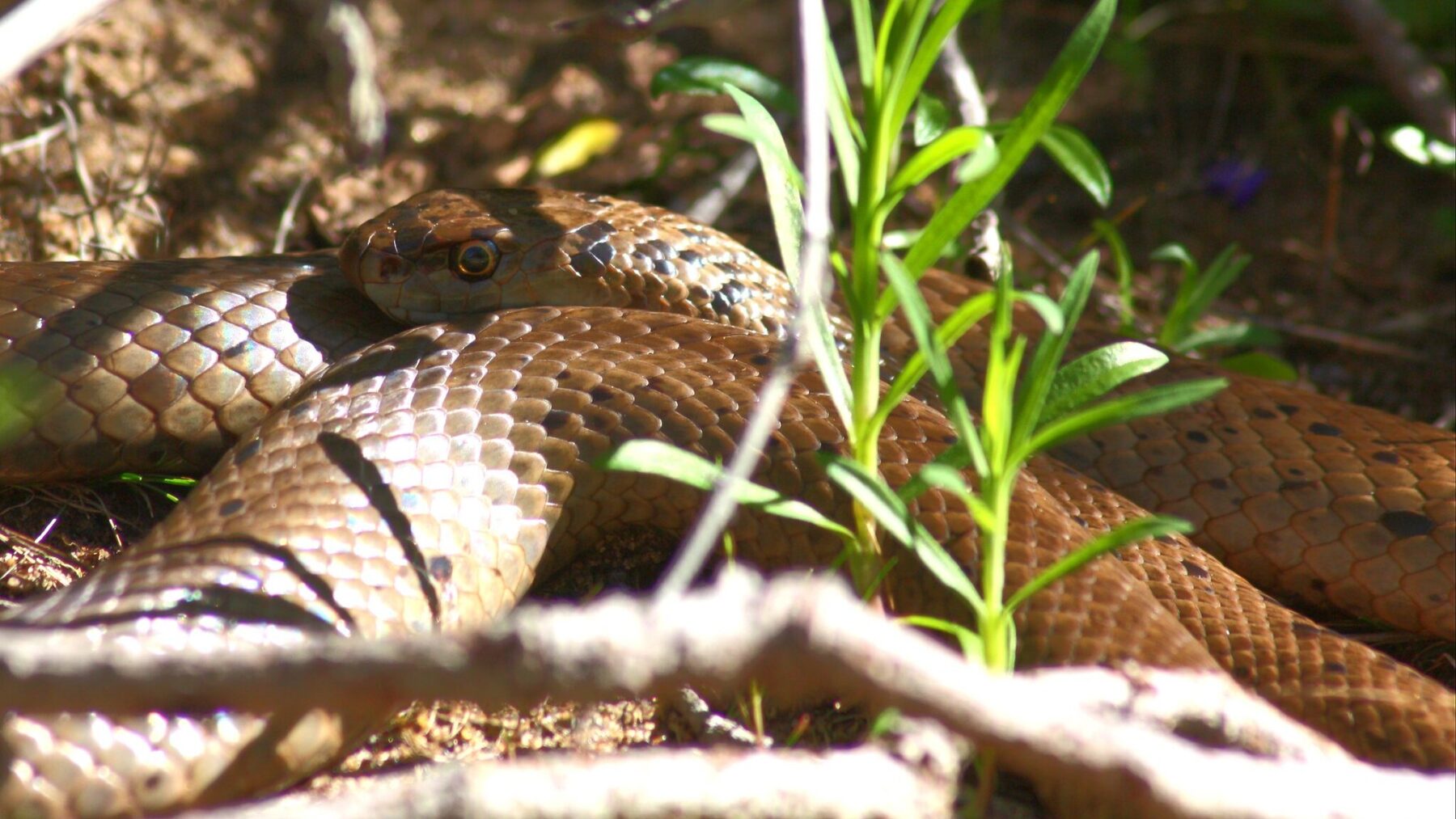 Fact File: Dugite (Pseudonaja affinis) - Australian Geographic