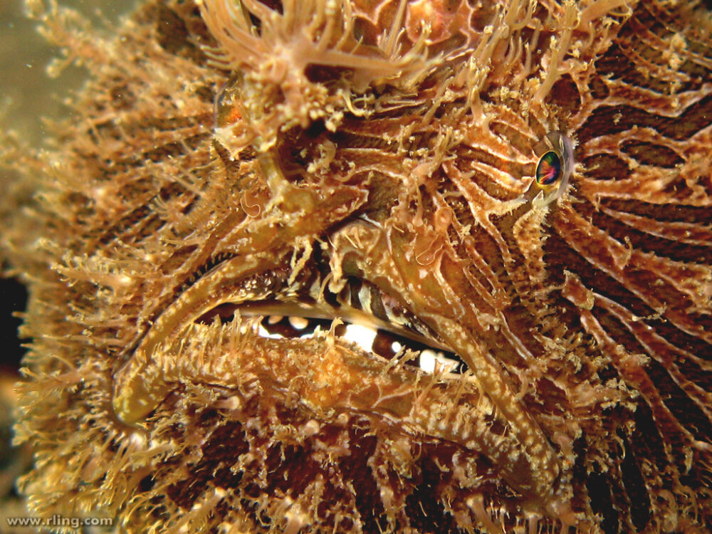 The fish with a parasite for a partner - Australian Geographic