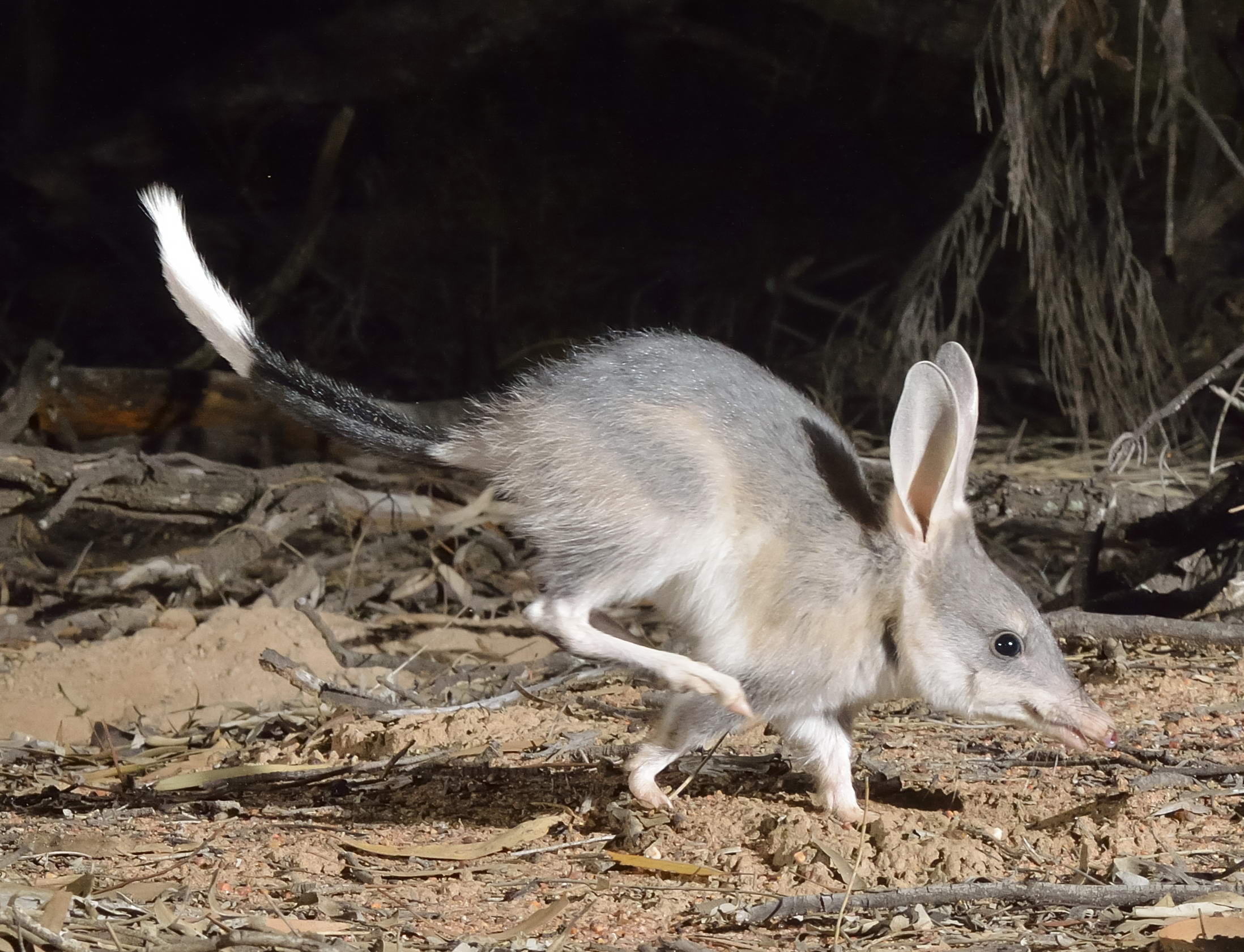 The Pilliga’s most wanted animal - Australian Geographic