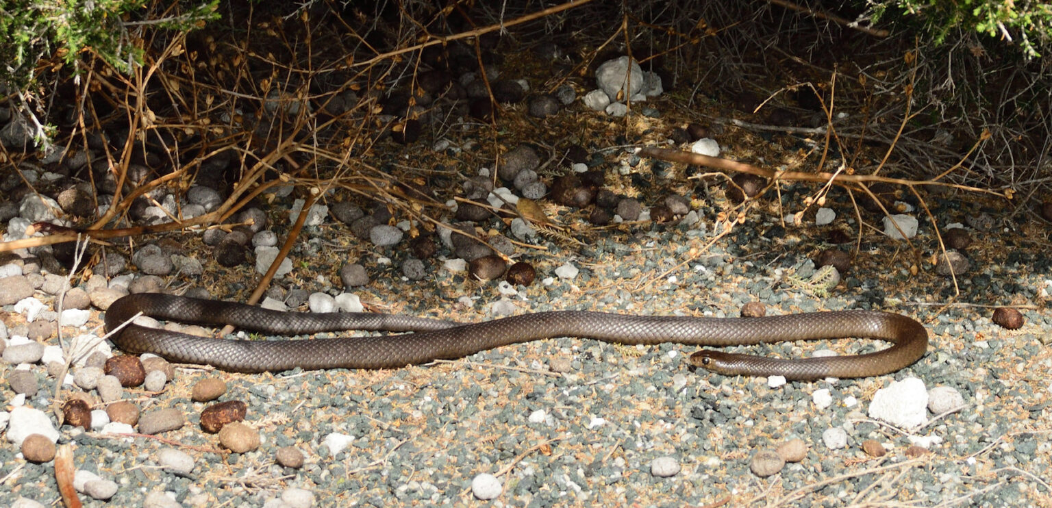 Fact File: Dugite (Pseudonaja affinis) - Australian Geographic