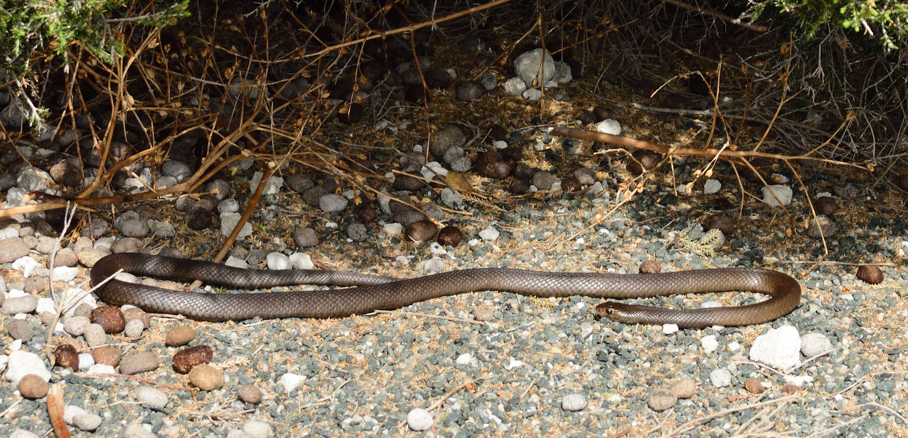 Fact File: Dugite (Pseudonaja affinis) - Australian Geographic