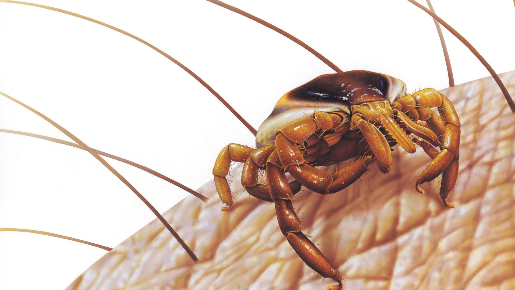 Fact File: Australian paralysis tick (Ixodes holocyclus) - Australian ...