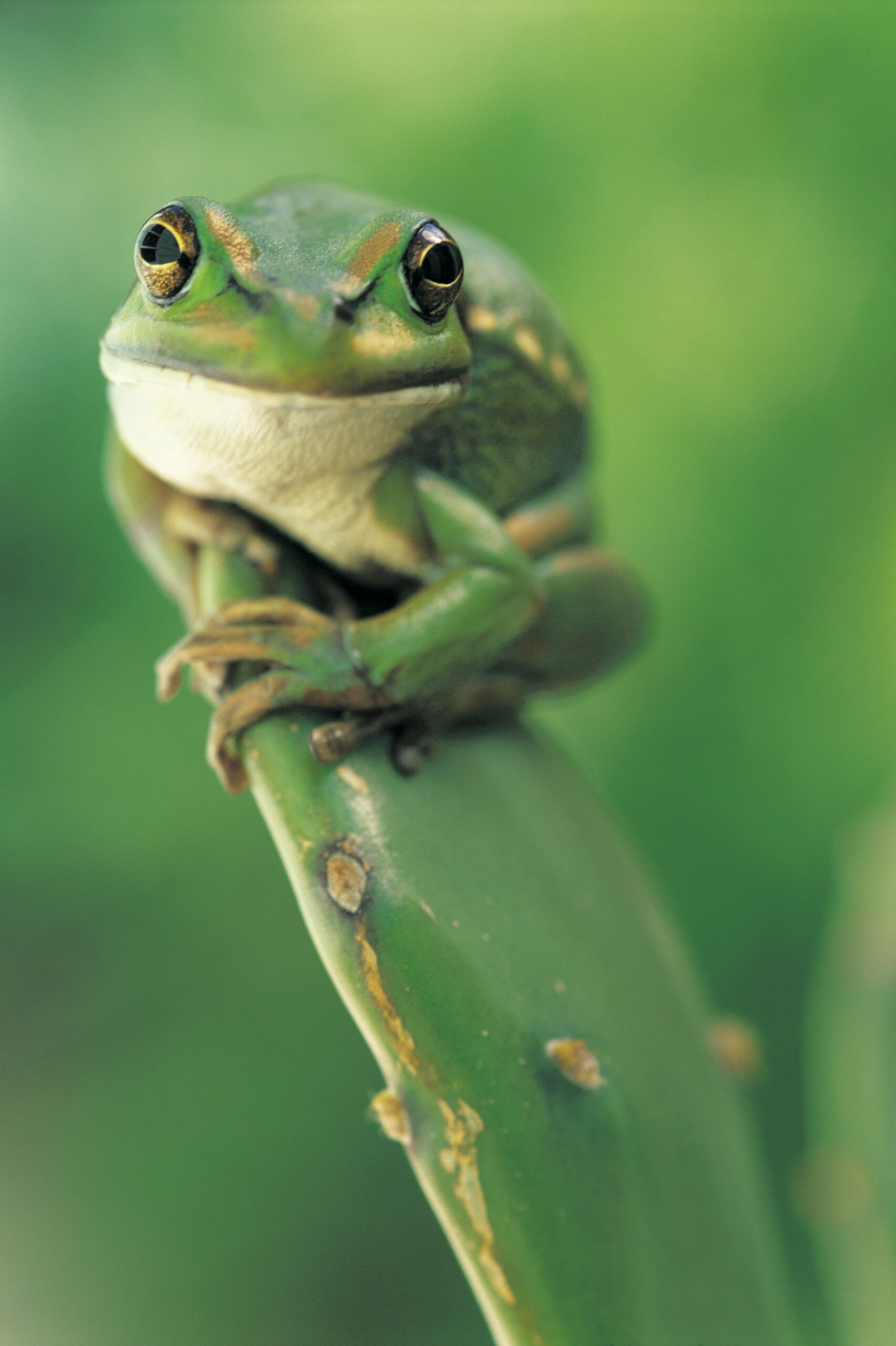 Fact File: Green and golden bell frog (Litoria aurea) - Australian Geographic