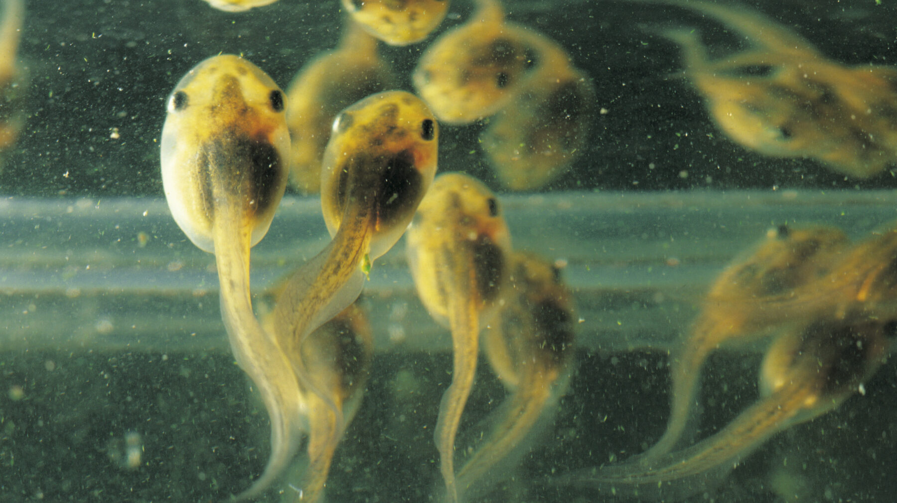 Fact File: Green and golden bell frog (Litoria aurea) - Australian Geographic