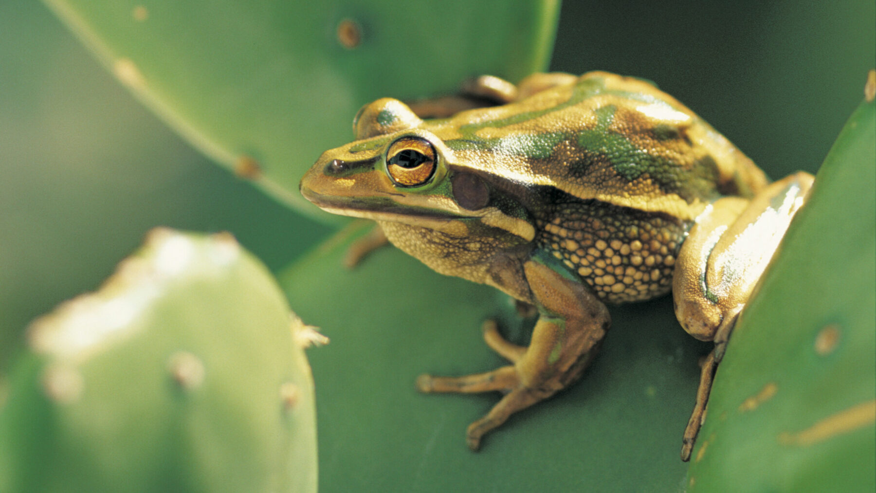 Fact File: Green and golden bell frog (Litoria aurea) - Australian Geographic