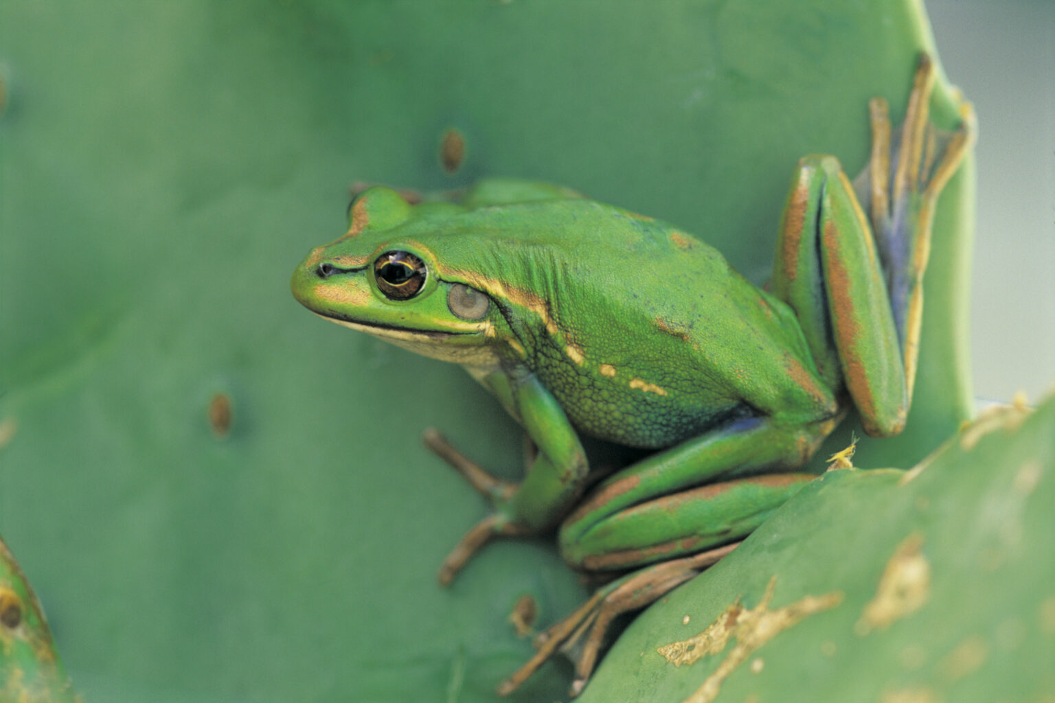 Fact File: Green and golden bell frog (Litoria aurea) - Australian Geographic