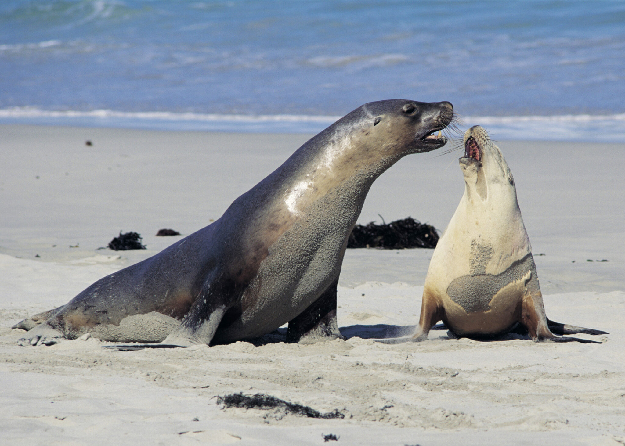 Fact File: Australian fur seal (Arctocephalus pusillus doriferus) - Australian Geographic