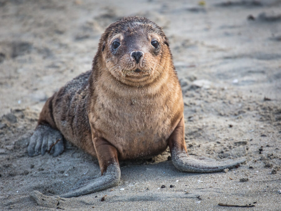 Fact File: Australian sea lion (Neophoca cinerea) - Australian Geographic