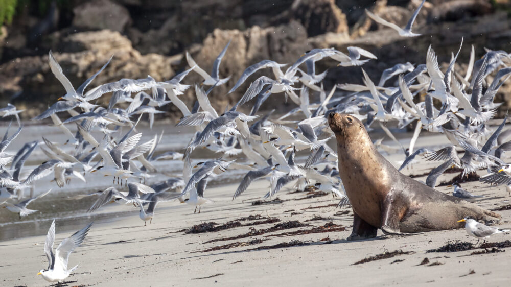 Fact File: Australian sea lion (Neophoca cinerea) - Australian Geographic