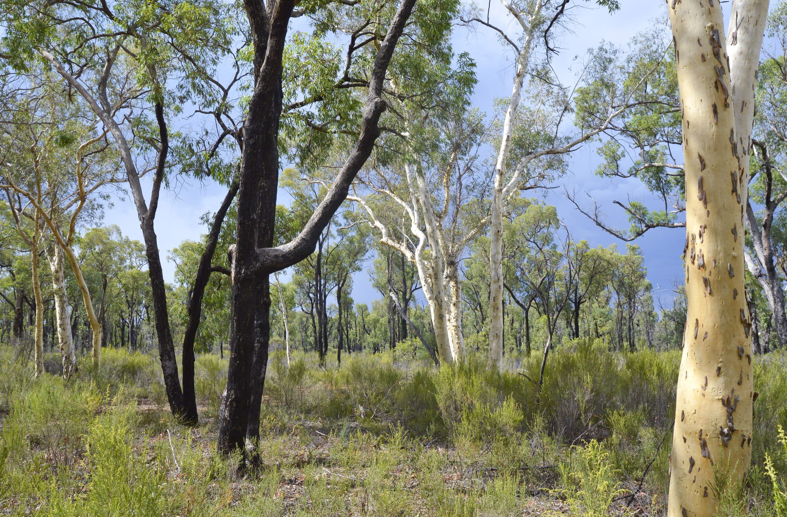 The Pilliga’s most wanted animal - Australian Geographic
