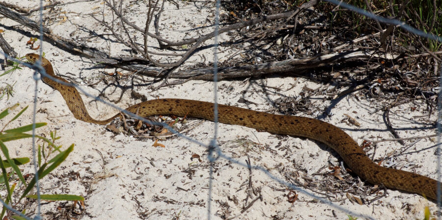Fact File: Dugite (Pseudonaja affinis) - Australian Geographic