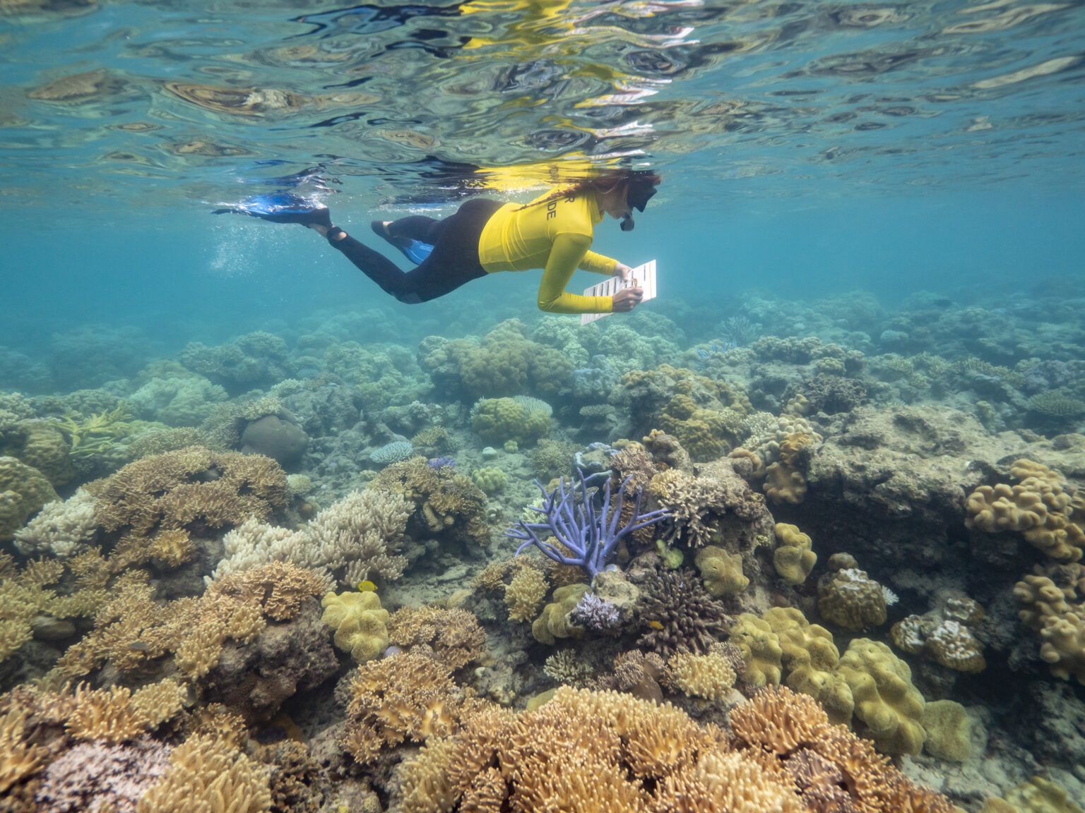 Sustainable voyages with Coral Expeditions - Australian Geographic
