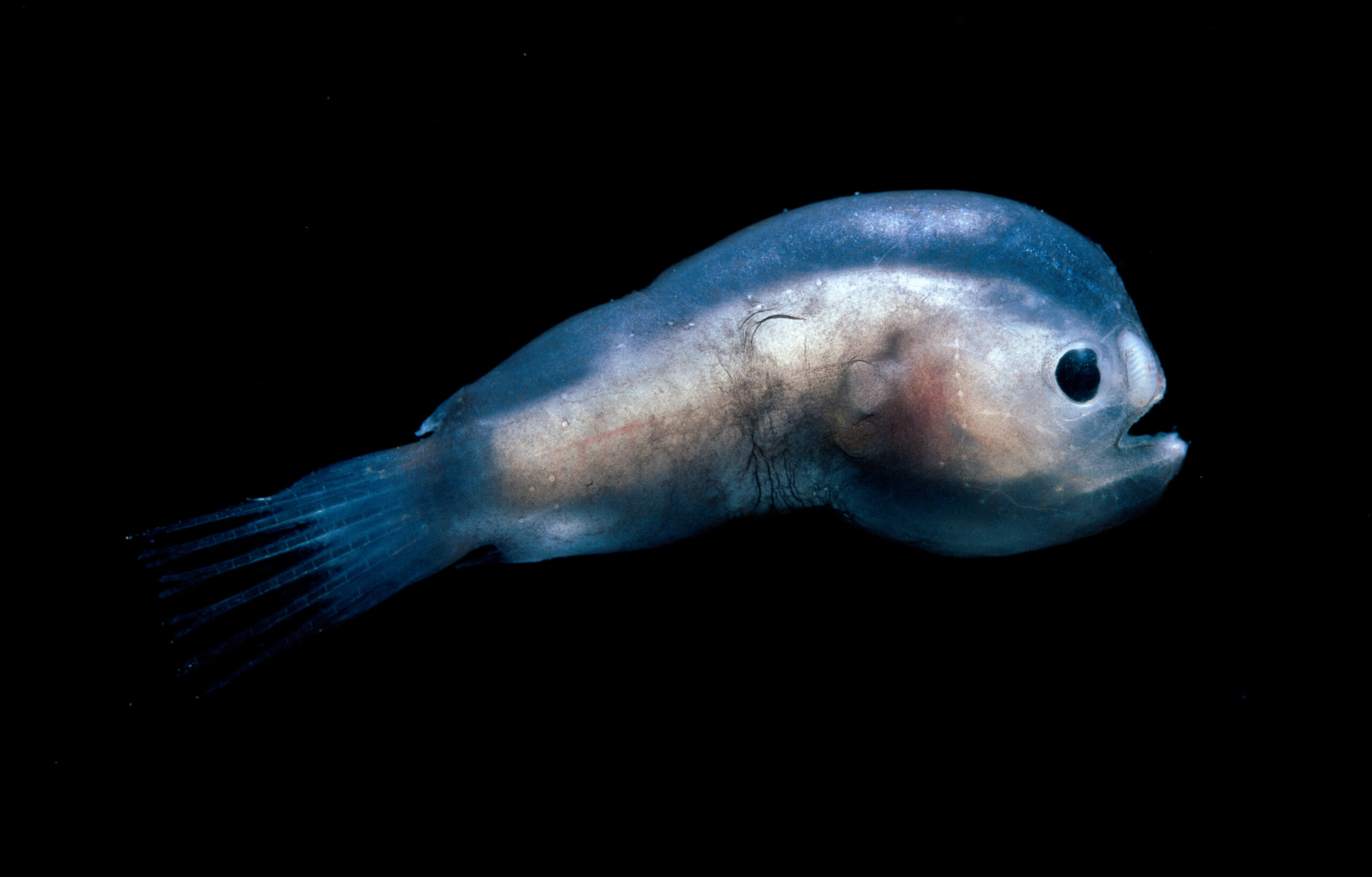 The fish with a parasite for a partner - Australian Geographic