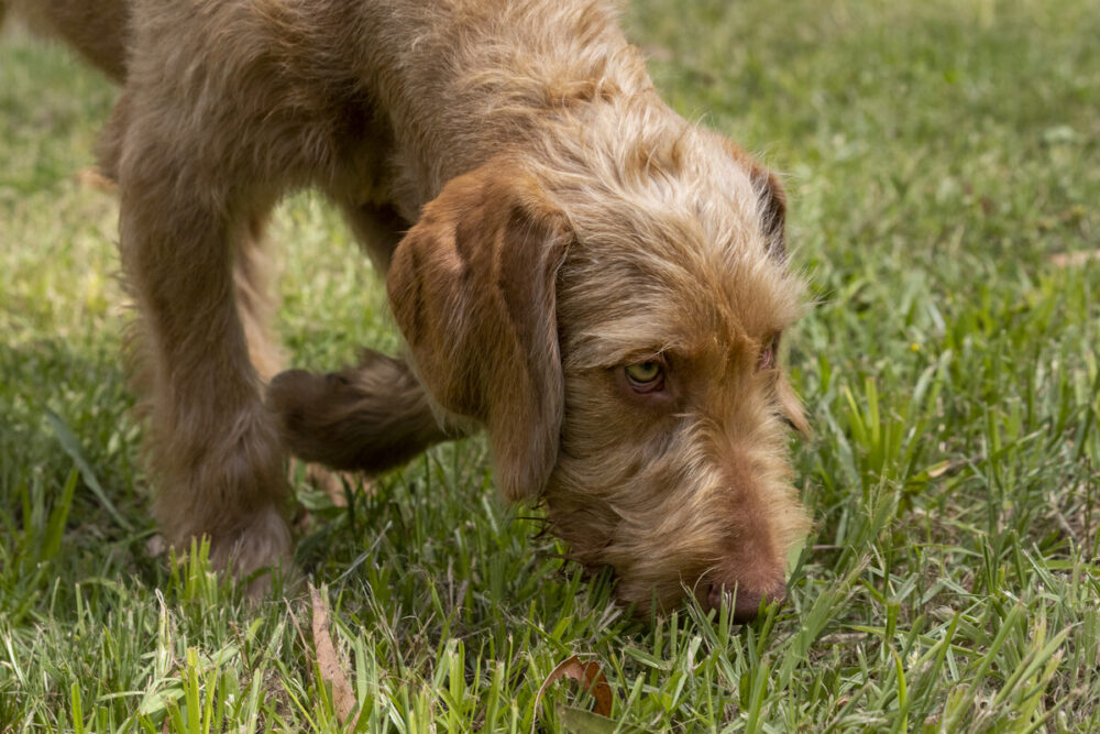 Meet Eddy –Australia’s latest young eco-warrior - Australian Geographic