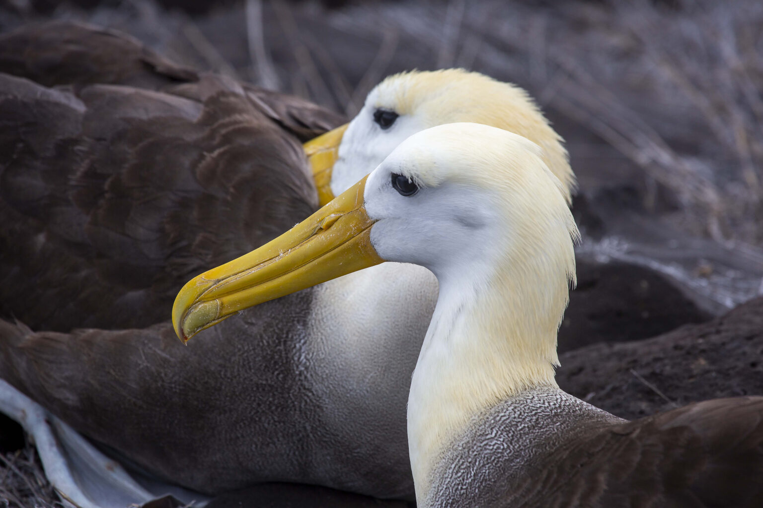 Thick ones, pointy ones – how albatross beaks evolved to match their ...