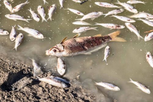Menindee fish kill - Australian Geographic