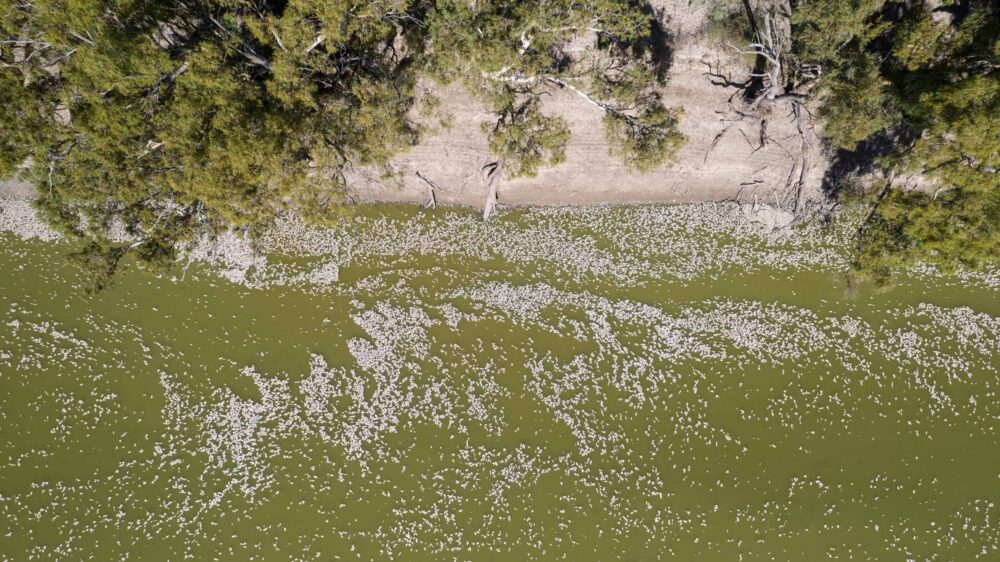 Menindee fish kill - Australian Geographic