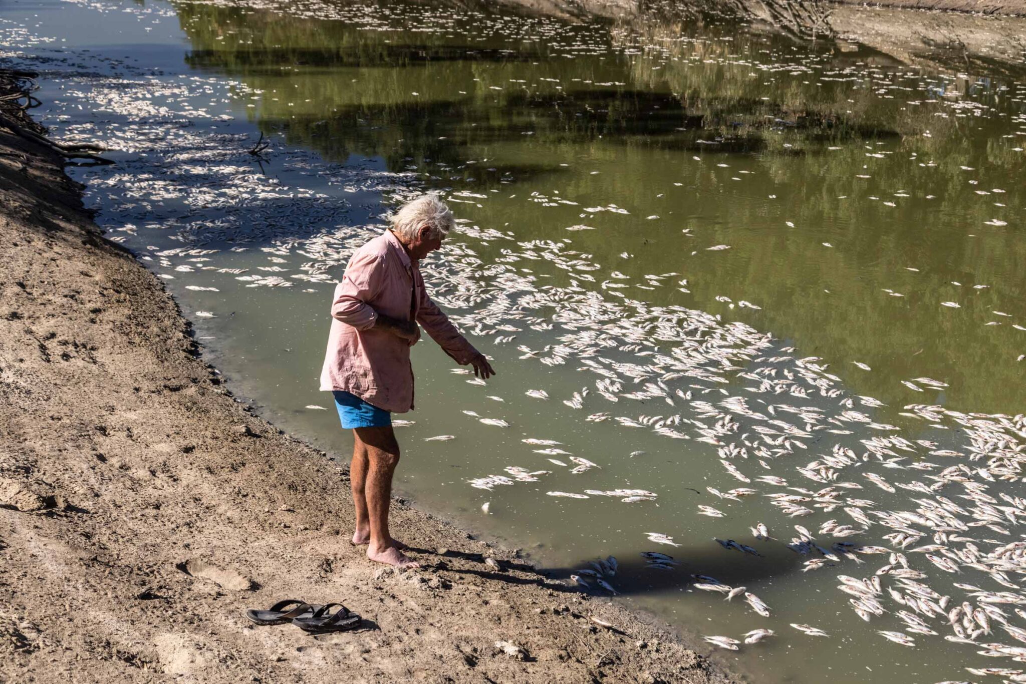 Menindee fish kill - Australian Geographic