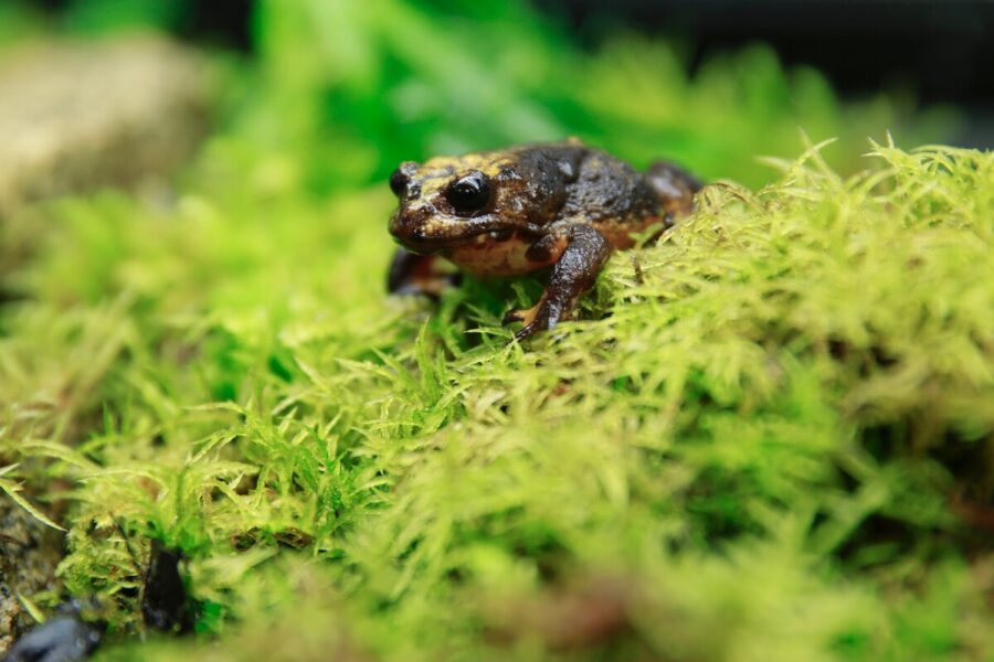 Meet Eddy –Australia’s latest young eco-warrior - Australian Geographic