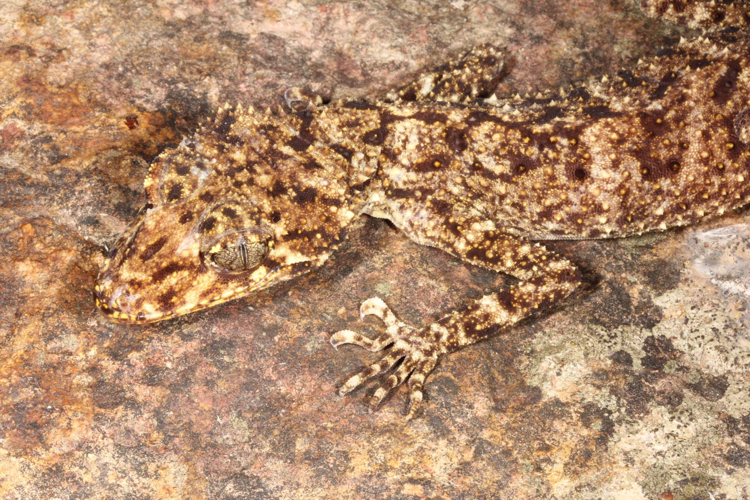 Leaf Tailed Gecko Camouflage