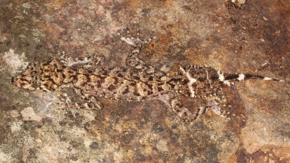 Master of camouflage: new gecko species found living among rocks on ...