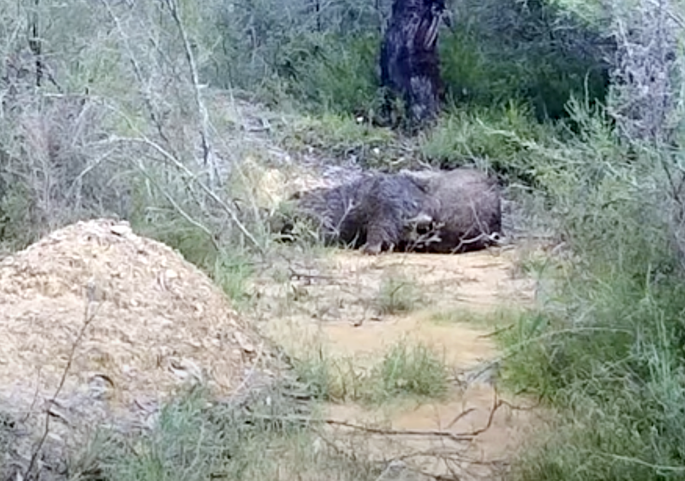 Video Of Wombats Mating Sideways Offers Rare Glimpse Into Underground Sex Lives Australian