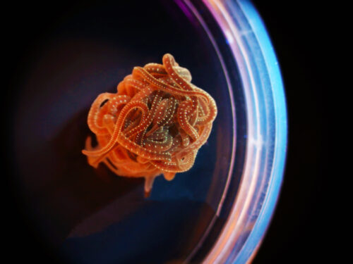 Dr Karl explores the shapeshifting world of worm blobs - Australian ...