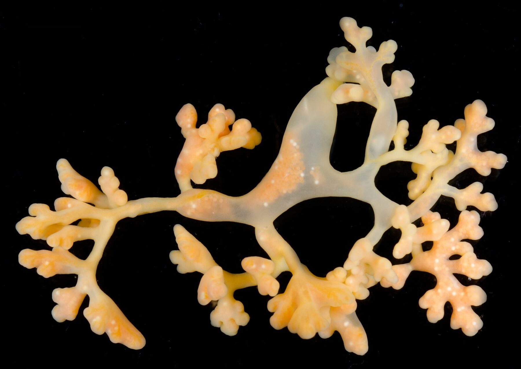 The Dendrogaster parasite is the stuff of nightmares - Australian ...