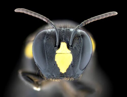 Move over, honeybees: Aussie native bees steal the show with unique ...